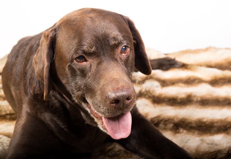 Brun labrador retriever arkivfoto. Bild av framdel, hund - 63307788