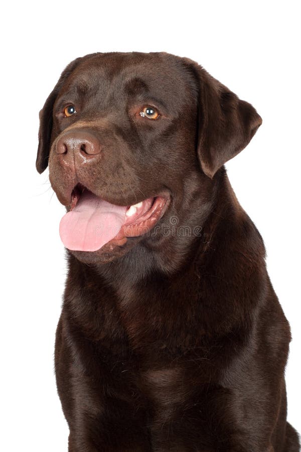 Brun Labrador Retriever Hund Utomhus I Vinter Fotografering för ...