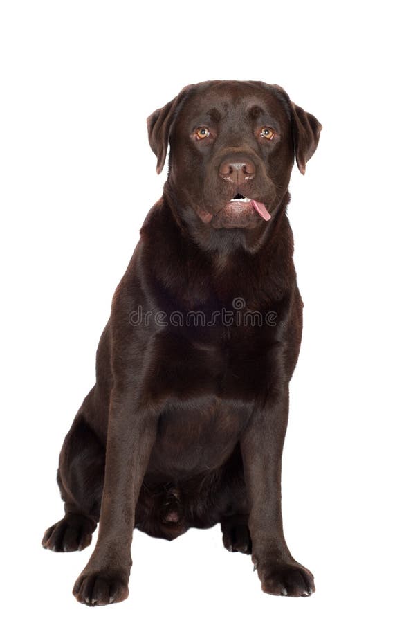 Brun Labrador Retriever Hund Utomhus I Vinter Arkivfoto - Bild av vuxen ...