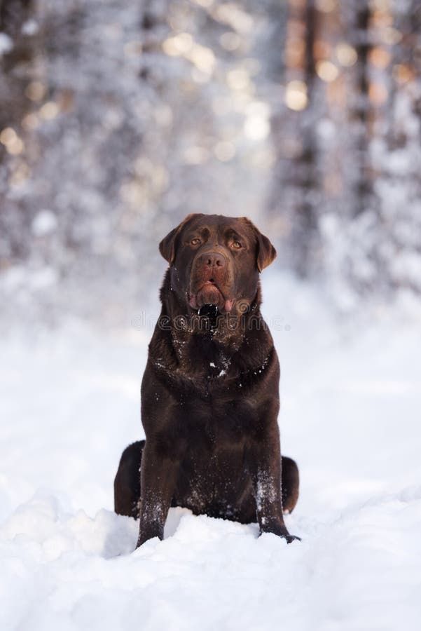 Brun Labrador Retriever Hund Utomhus I Vinter Fotografering för ...
