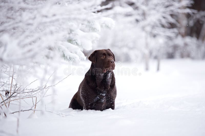 Brun Labrador Retriever Hund Utomhus I Vinter Fotografering för ...
