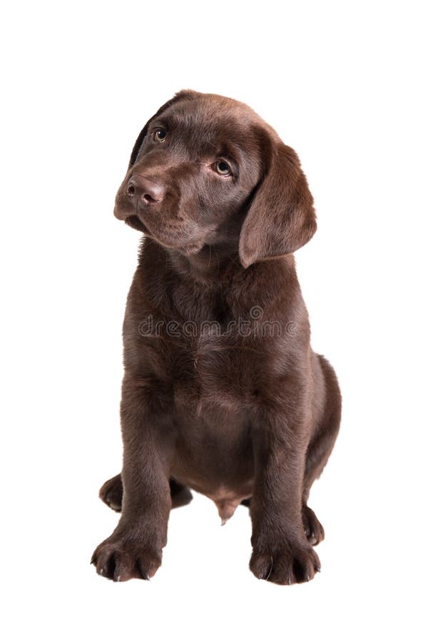 Brun Labrador Retriever Valp Fotografering för Bildbyråer - Bild av ...