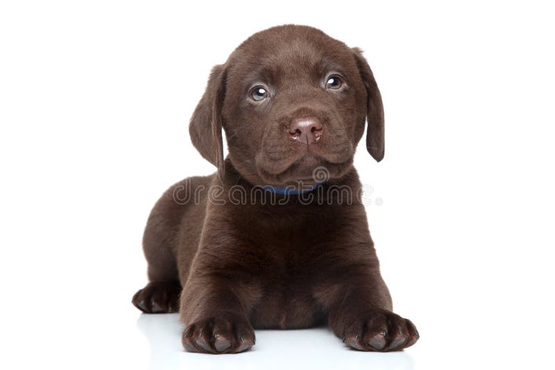 Brun labrador ståendevalp arkivfoto. Bild av valp, gröngöling - 56504040