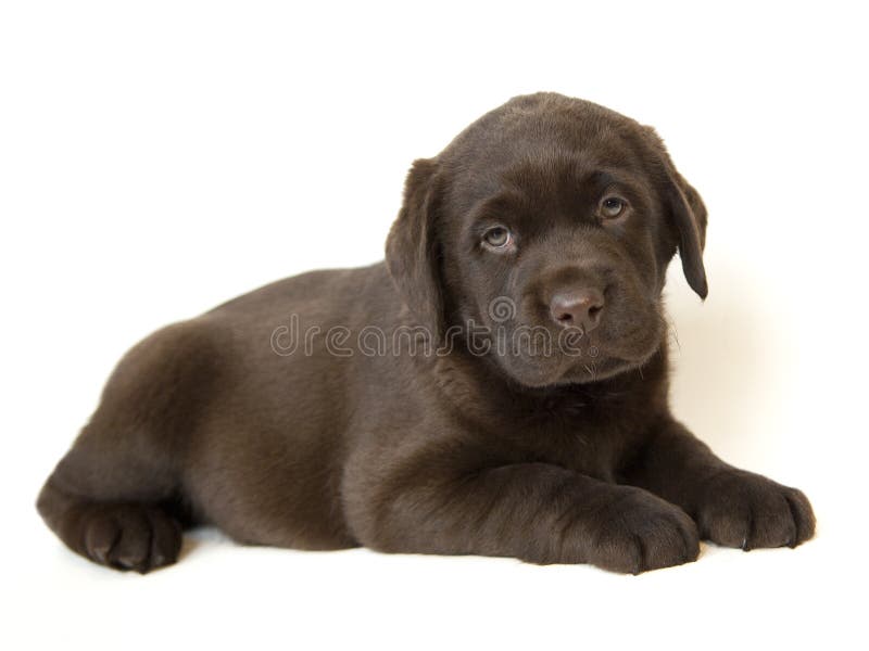Brun labrador valp fotografering för bildbyråer. Bild av ryggradsdjur ...