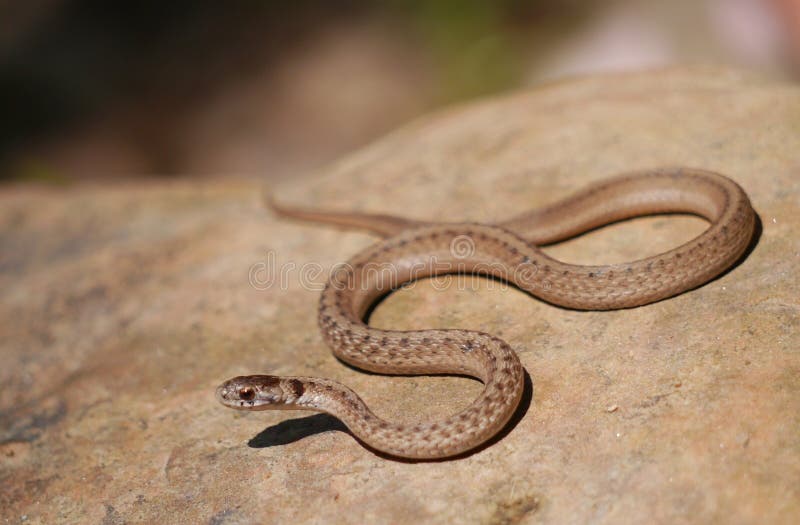 Brun orm arkivfoto. Bild av natur, endemisk, medf8ort - 40334958