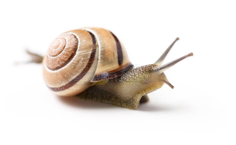 Brun Snigel På Vit Bakgrund Arkivfoto - Bild av rusa, kryp: 55428084