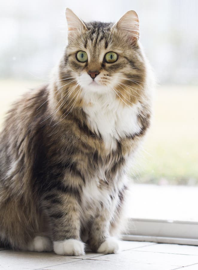 Brun Vit Katt Av Siberian Aveloutdorr Fotografering för Bildbyråer ...