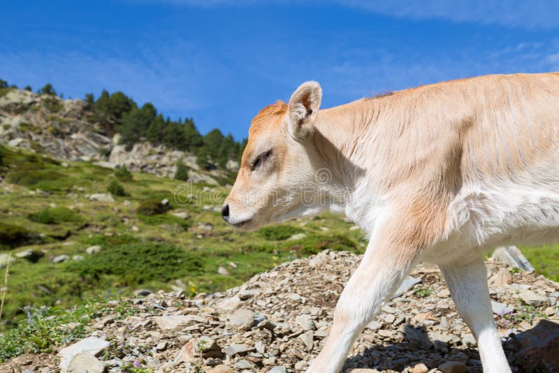 Bruna Pyrenees stock photo. Image of animal, country - 44379032