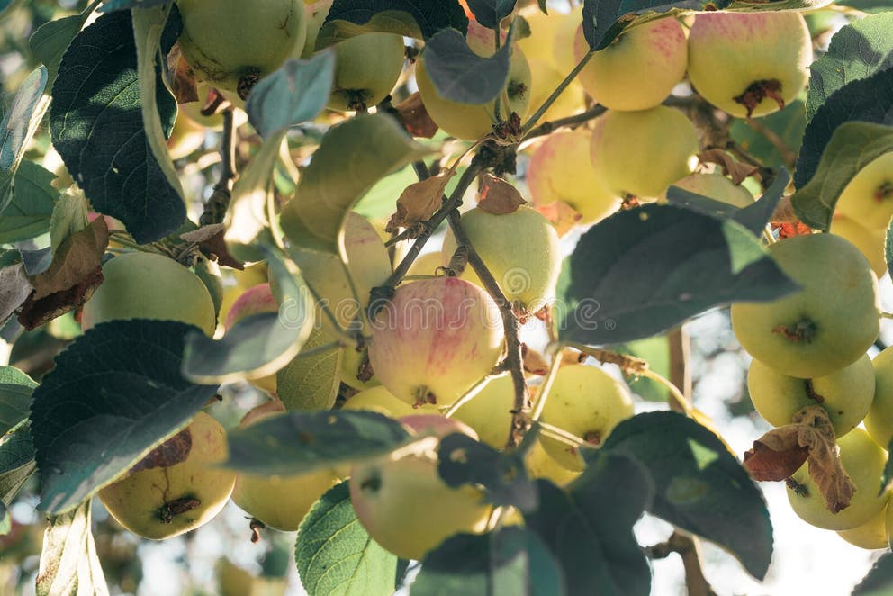 A Brunch of Apple Tree with Apples Stock Image - Image of thorny, grow ...