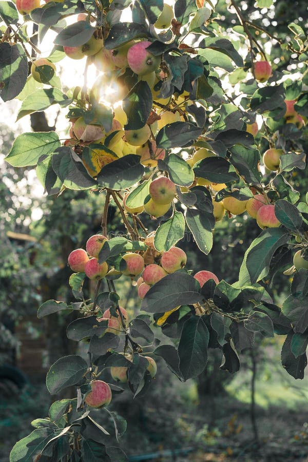 A Brunch of Apple Tree with Apples Stock Image - Image of green ...