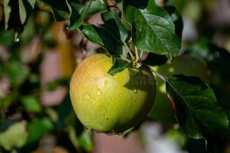Brunch of Apple Tree with Many Apple Fruits in Orchard Stock Image ...
