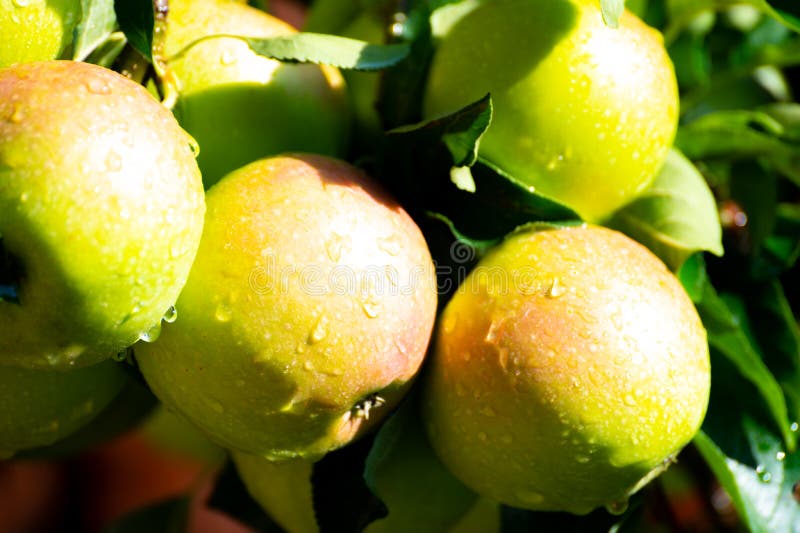 Brunch of Apple Tree with Many Apple Fruits in Orchard Stock Image ...