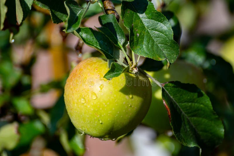 Brunch of Apple Tree with Many Apple Fruits in Orchard Stock Photo ...