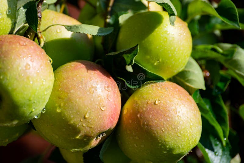 Brunch of Apple Tree with Many Apple Fruits in Orchard Stock Photo ...