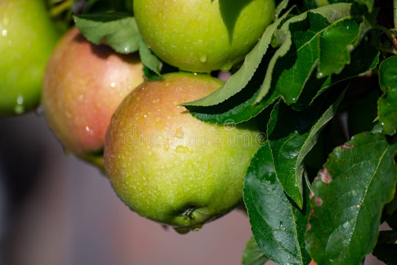 Brunch of Apple Tree with Many Apple Fruits in Orchard Stock Photo ...