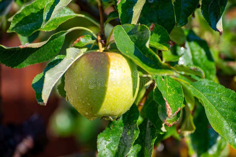 Brunch of Apple Tree with Many Apple Fruits in Orchard Stock Image ...