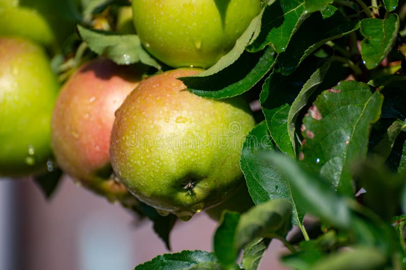 Brunch of Apple Tree with Many Apple Fruits in Orchard Stock Image ...
