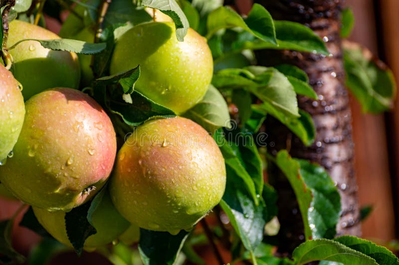 Brunch of Apple Tree with Many Apple Fruits in Orchard Stock Image ...