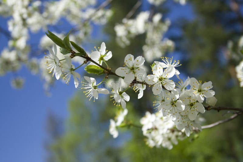 Brunch of the cherry stock image. Image of flowering, cherry - 3703919