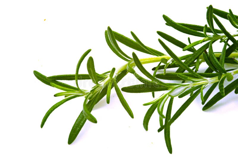 Romero fresco imagen de archivo. Imagen de cocina, condimento - 7647249