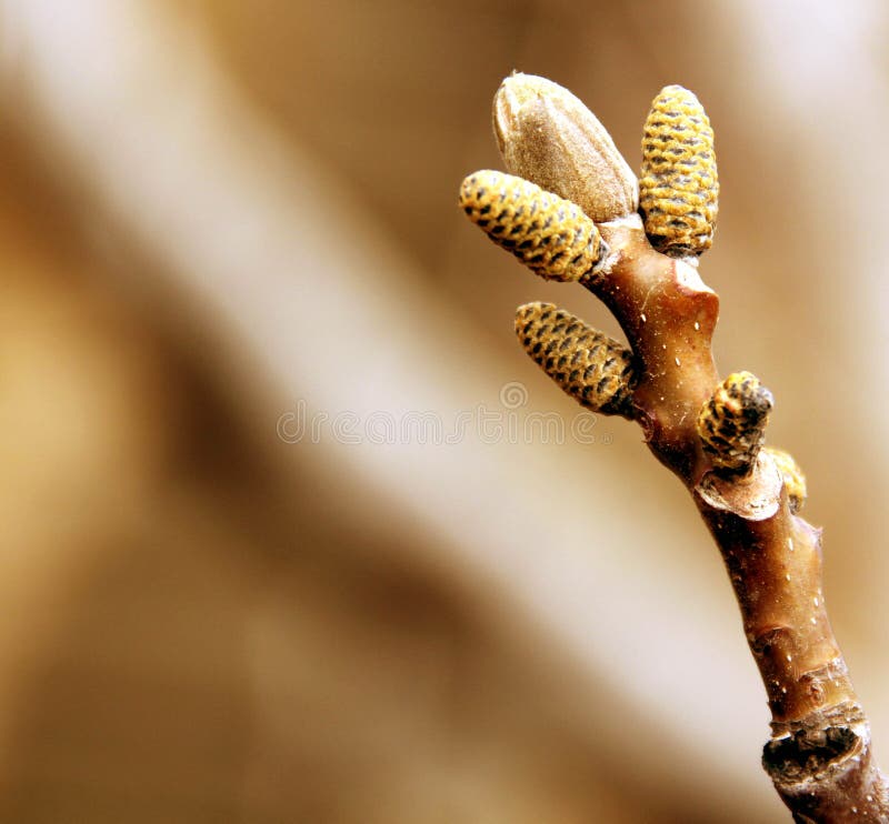 A brunch stock image. Image of beginning, garden, trees - 43718485