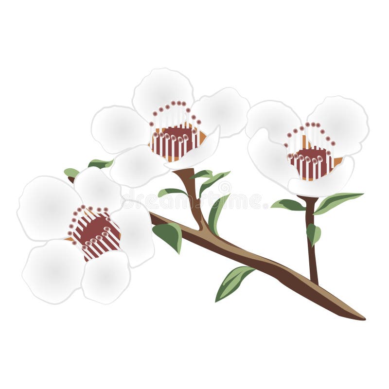 Manuka Vector Stock Illustrations – 166 Manuka Vector Stock ...