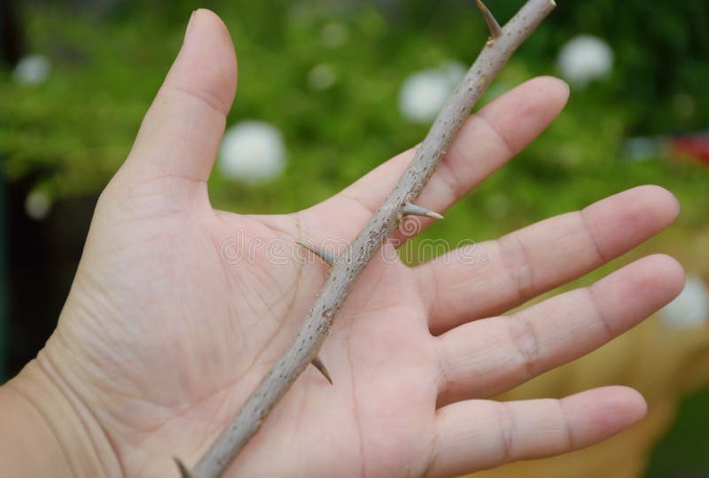 Sharp thorn stock image. Image of thorny, spiky, shape - 35390111
