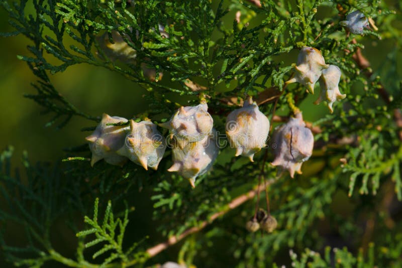 Brunch of Thuya with Cones. Thuja Part of Tree Stock Photo - Image of ...