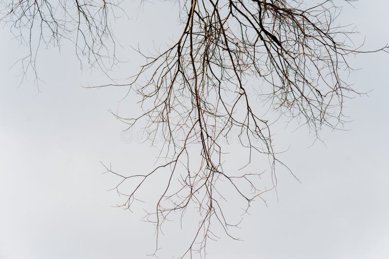 Brunch of Tree in Dry Season, Background is Blue Sky. Stock Image ...