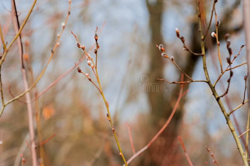 Brunch of Tree in Dry Season, Background is Blue Sky. Stock Image ...