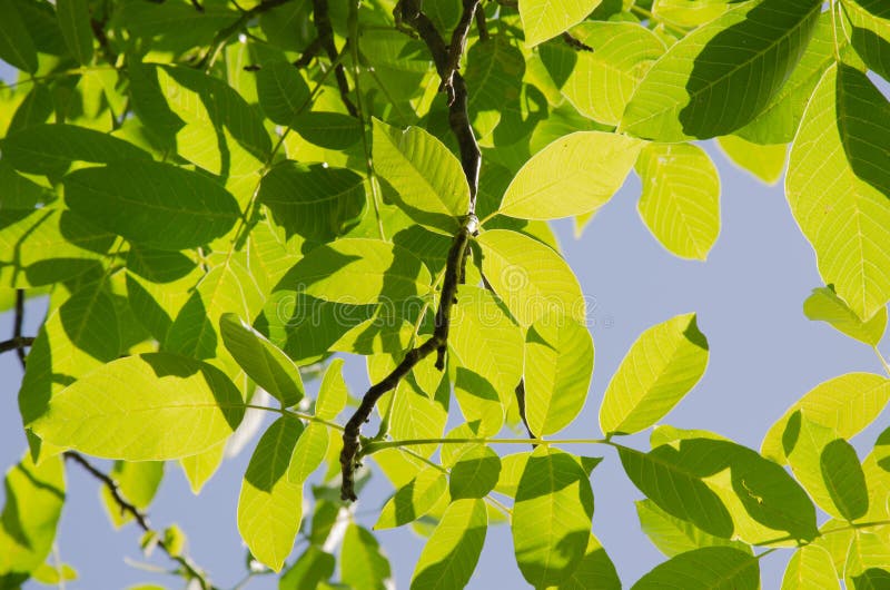 Brunch of a Tree, Green Leaves on Sky Background Stock Image - Image of ...