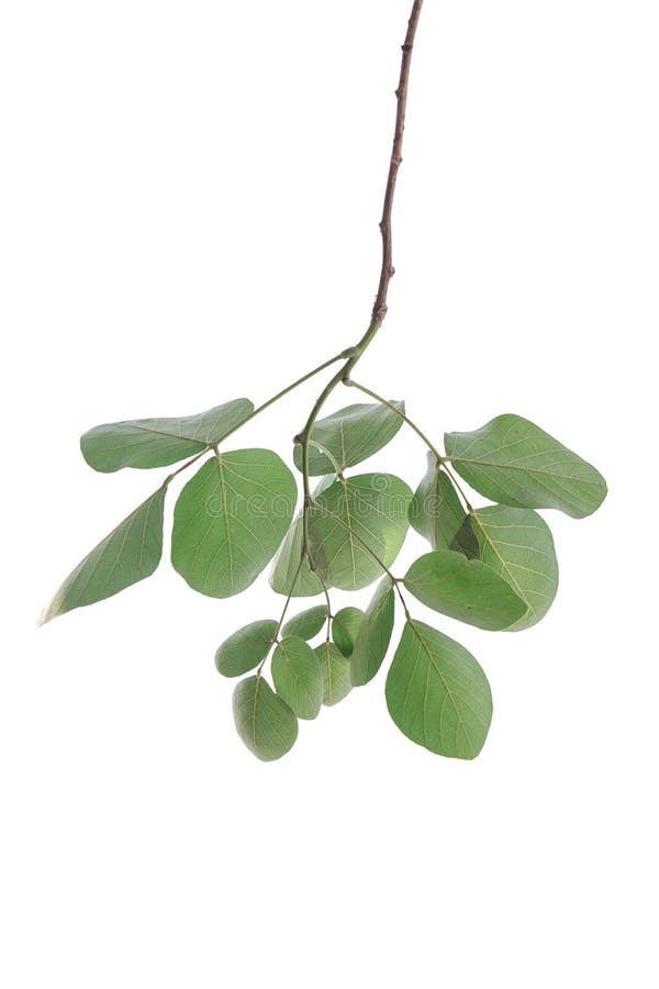 378 Cut Brunch Tree Stock Photos - Free & Royalty-Free Stock Photos ...