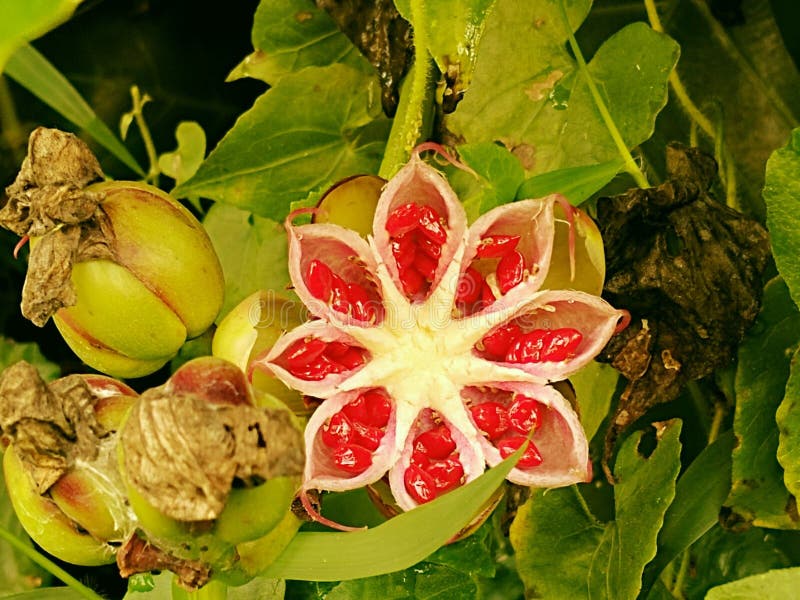 Brunei& X27;s National Flower Contains Cherry Red Spikes Stock Photo ...