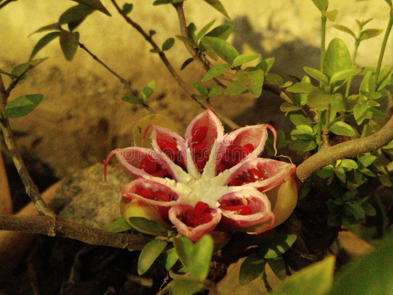 Brunei& X27;s National Flower Contains Cherry Red Spikes Stock Photo ...