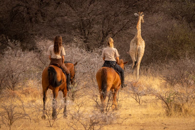 Brunette and Blonde Ride after Southern Giraffe Stock Image - Image of ...