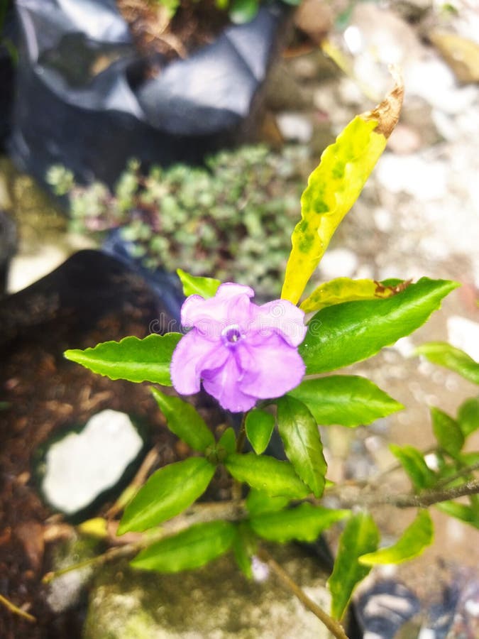 Brunfelsia Uniflora Flower Blooms. Stock Image - Image of autumn, leaf ...