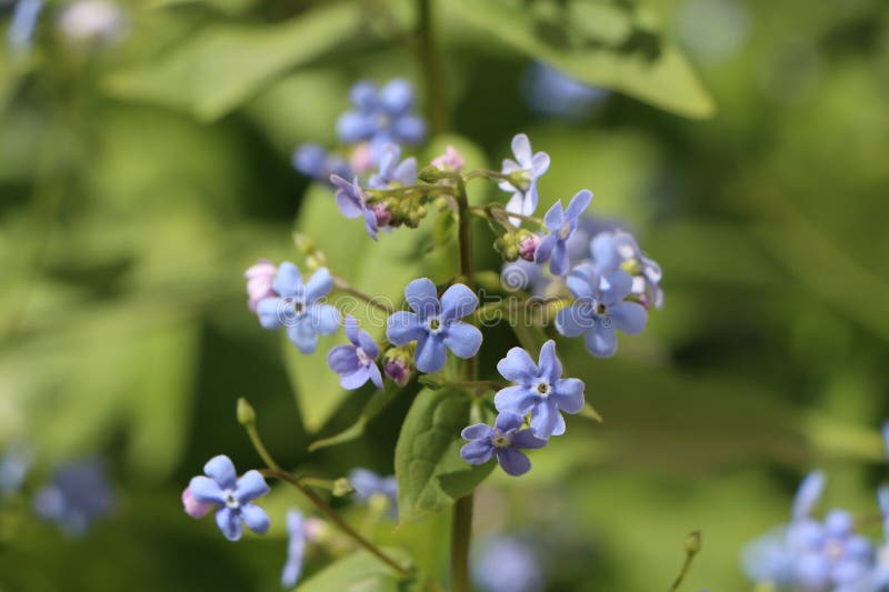 Brunnera Macrophylla or Largeleaf Brunnera Heart Shaped Leaf Closeup ...