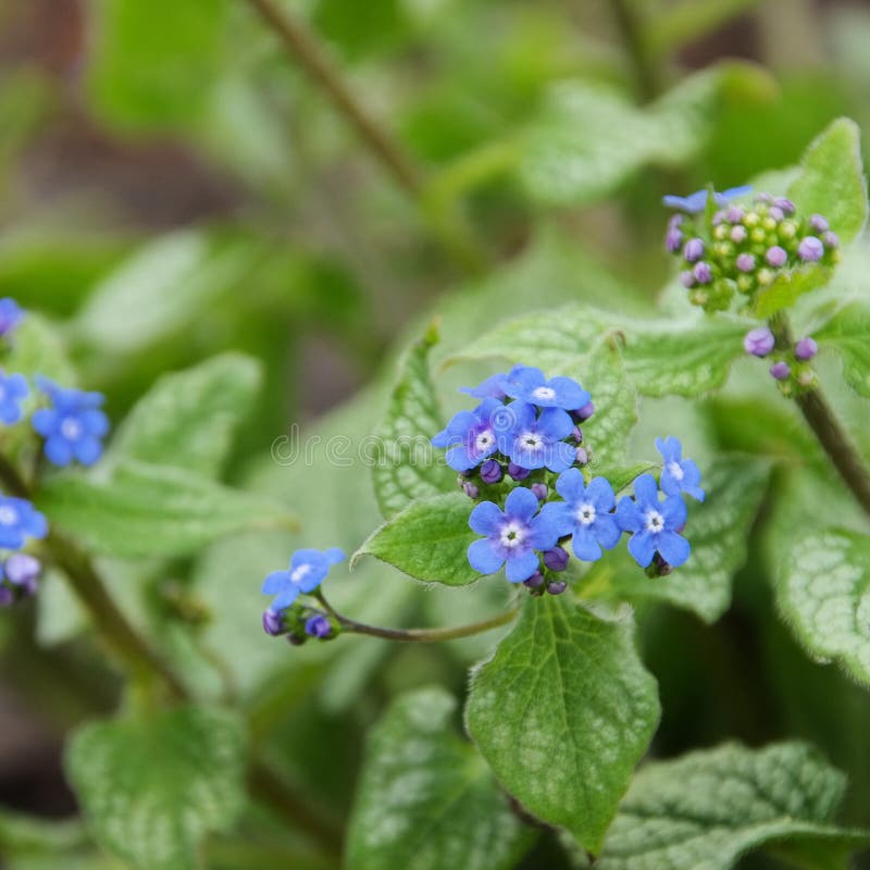 Brunnera Macrophylla or Largeleaf Brunnera Heart Shaped Leaf Closeup ...