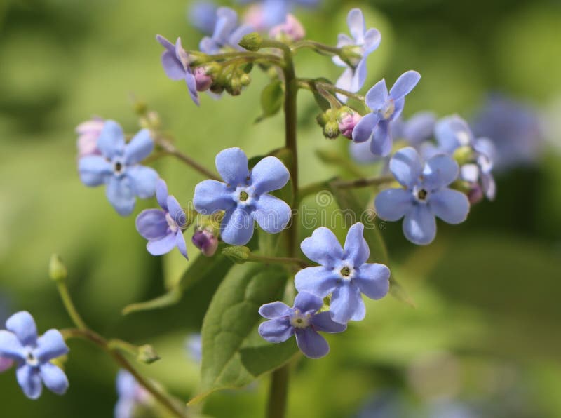 Brunnera Macrophylla or Largeleaf Brunnera Heart Shaped Leaf Closeup ...
