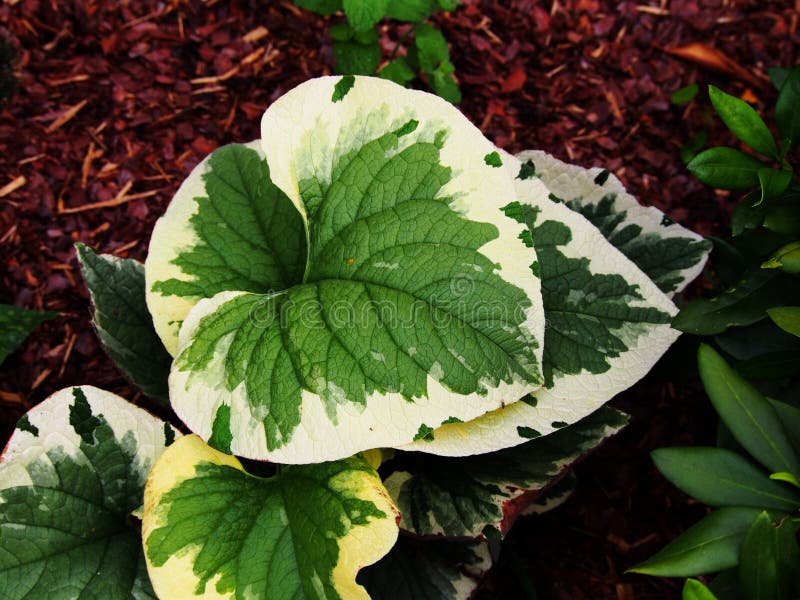 Brunnera-macrophylla U. X27; Variegata& X27; Stockfoto - Bild von ...