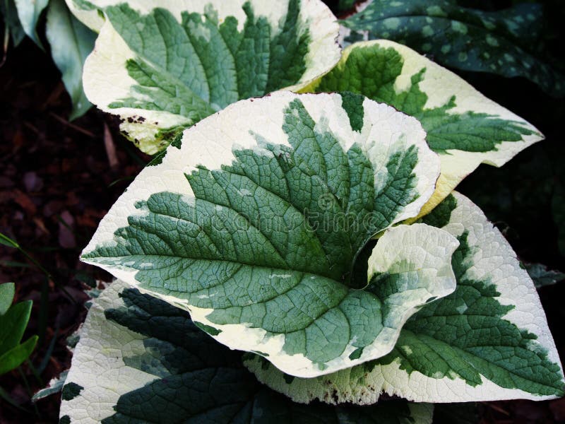 Brunnera Macrophylla Variegata Stock Image - Image of plant, garden ...