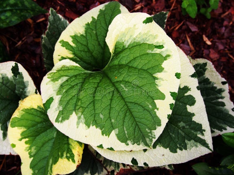 Brunnera Macrophylla Variegata Stock Image - Image of season, pattern ...