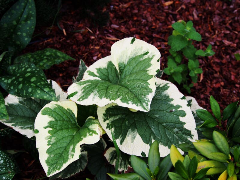 Brunnera Macrophylla Variegata Stock Photo - Image of season, flower ...