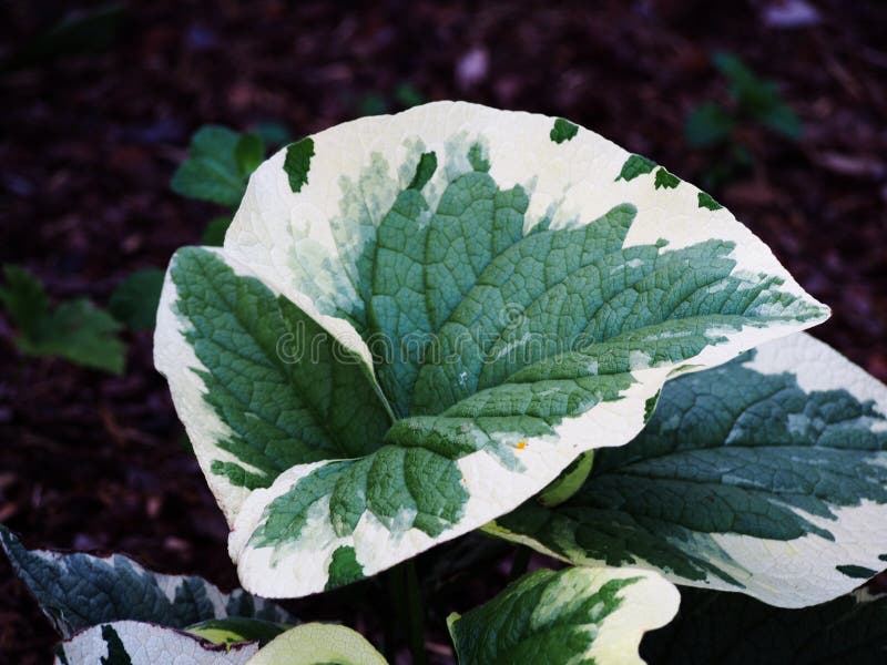 Brunnera Macrophylla Variegata Stock Photo - Image of heartleaf, beauty ...