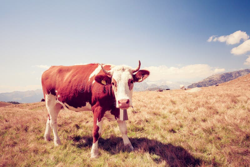 Bruno Alpina cows grazing stock photo. Image of graze - 172249982