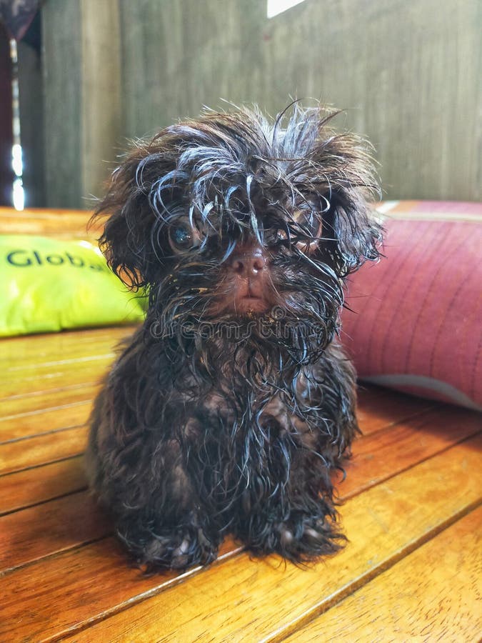 Cute Shih Tzu Toy Dog Sit In Green Spring Meadow. Playful Pet Stock ...