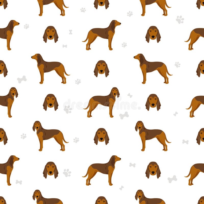 Bruno Jura Hound Dog Breed Isolated on White Background Digital Art ...