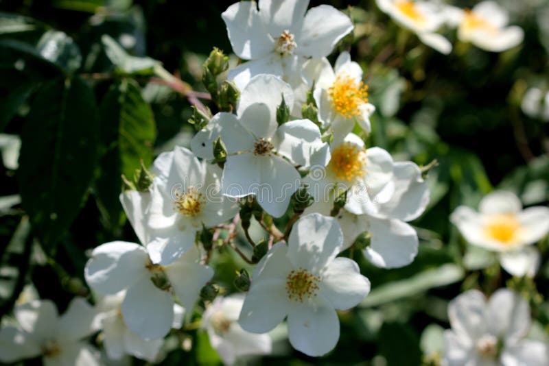 Brunonii De Rosa, Almizcle Rose Himalayan Imagen de archivo - Imagen de ...