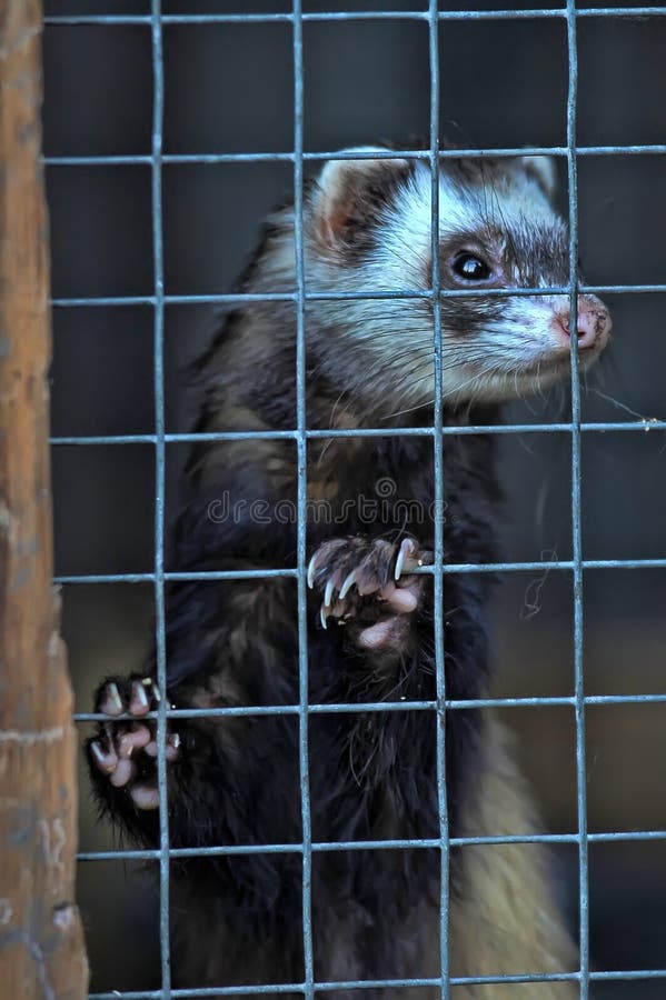 Vit vessla fotografering för bildbyråer. Bild av angus - 32878797