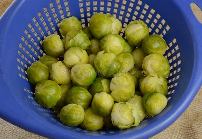 Bruseel sprouts stock photo. Image of healthy, closeup - 79593266